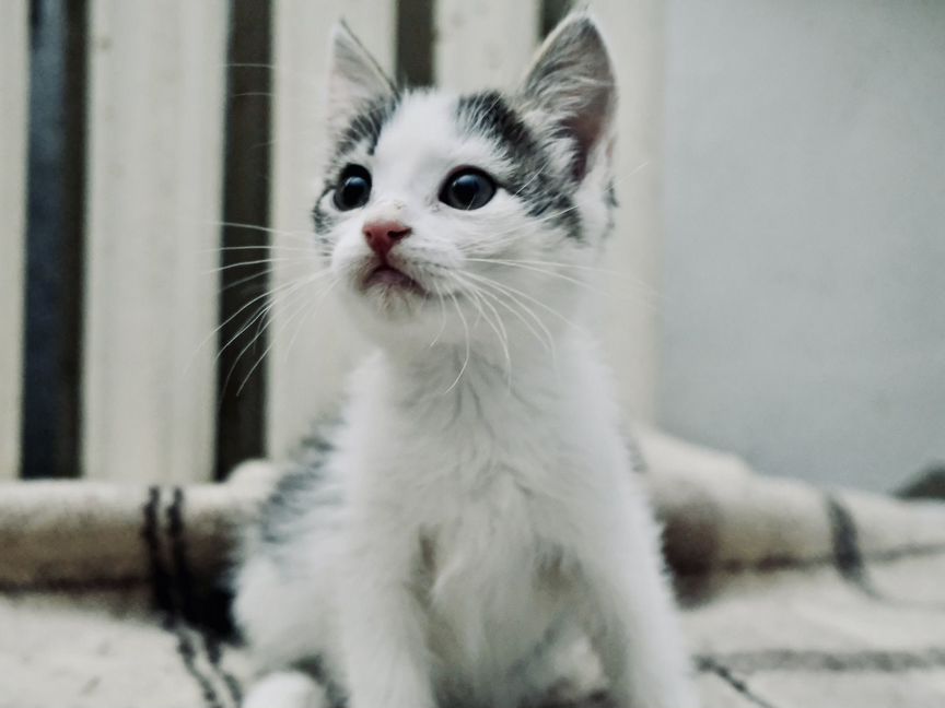 Нежный котенок в добрые руки