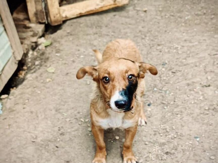 Рыжая маленькая собачка