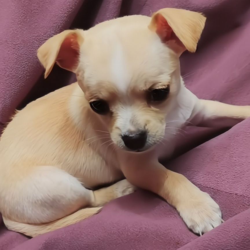 Чихуахуа, щенок