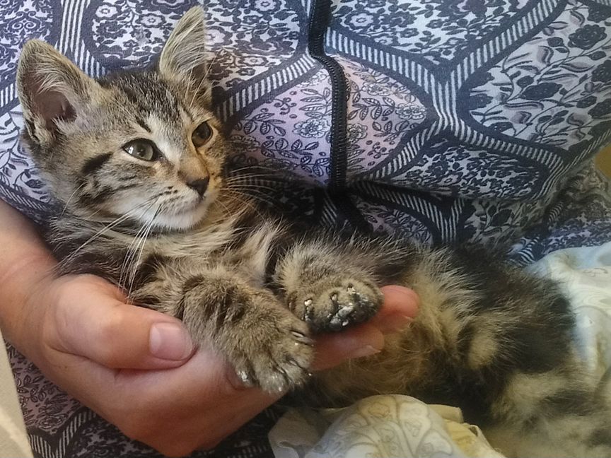 Сказочный ребенок - ласковый котенок