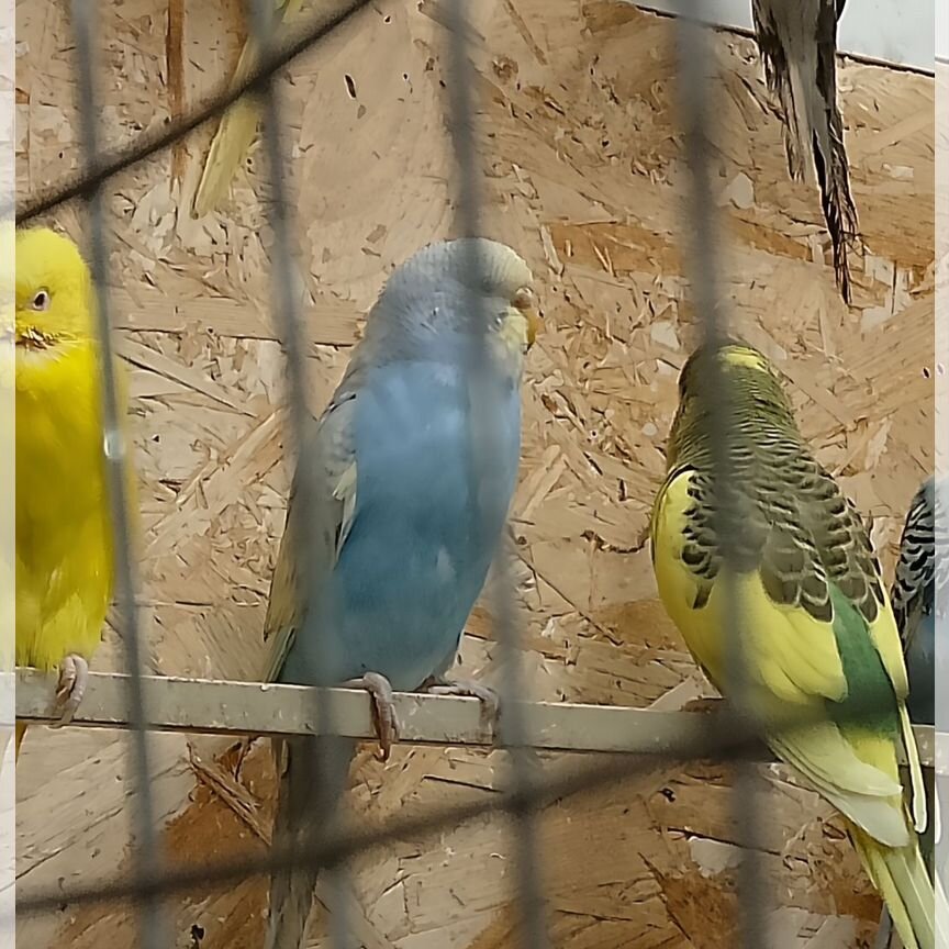 Волнистые попугаи- молодёжь