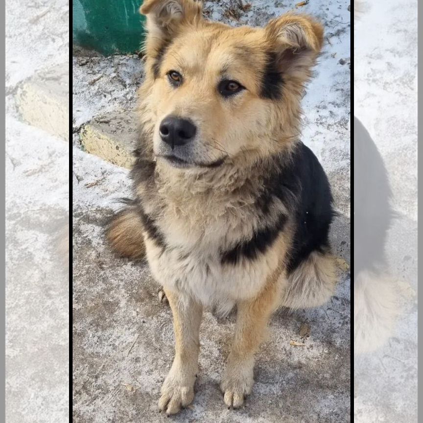 Взрослый пёс в добрые руки