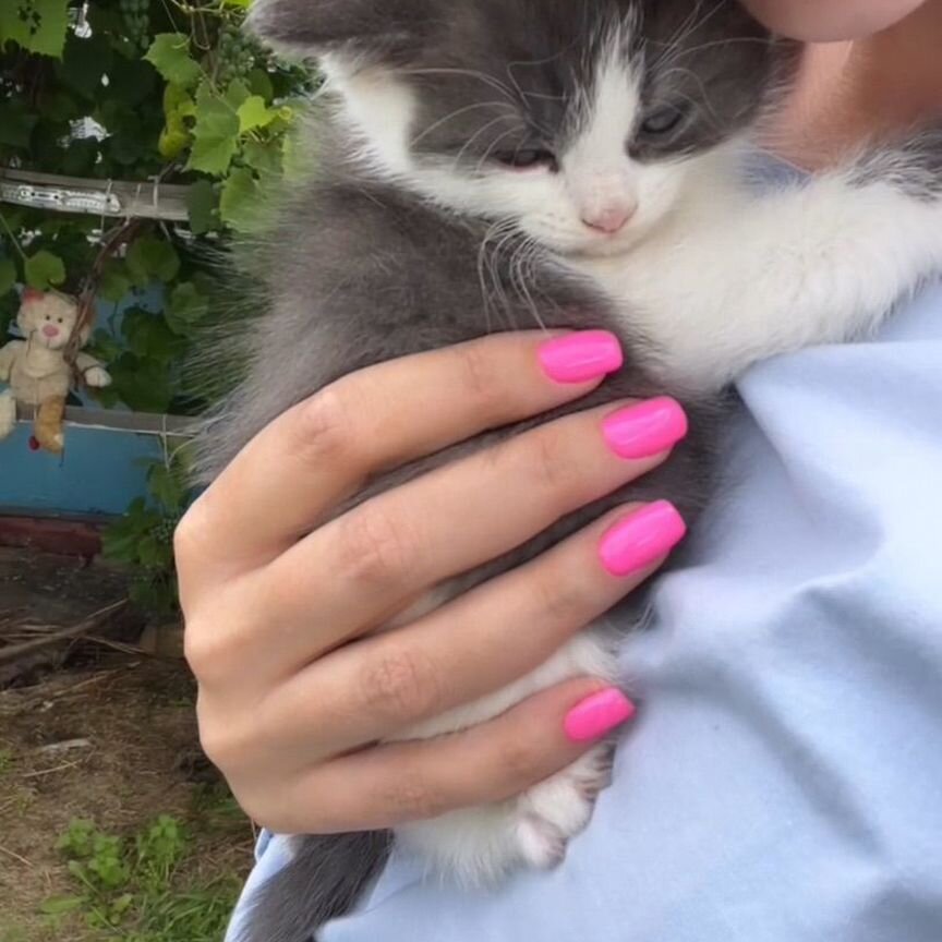 Британские котята