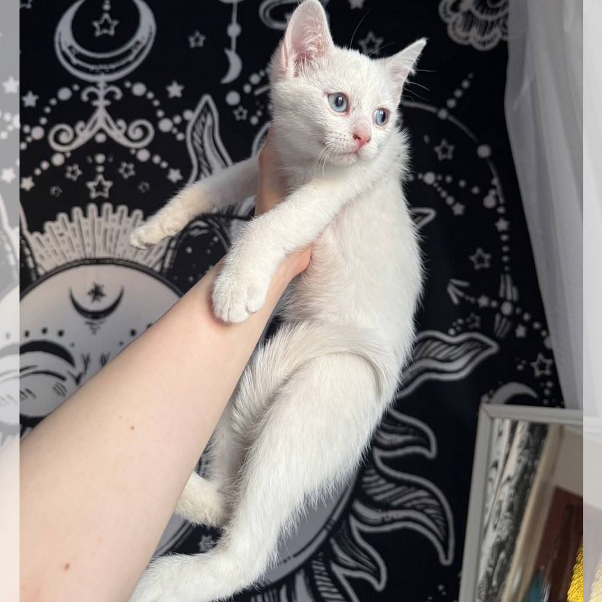 Шотландский прямоухий короткошёрстный котёнок