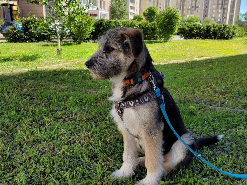 Щенок 5 месяцев, очень хороший ищет любящий дом