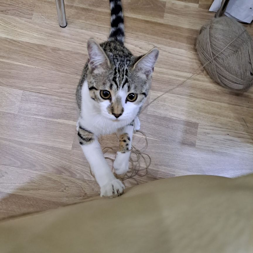 Отдам кошечку - не приняла старая кошка, дерутся