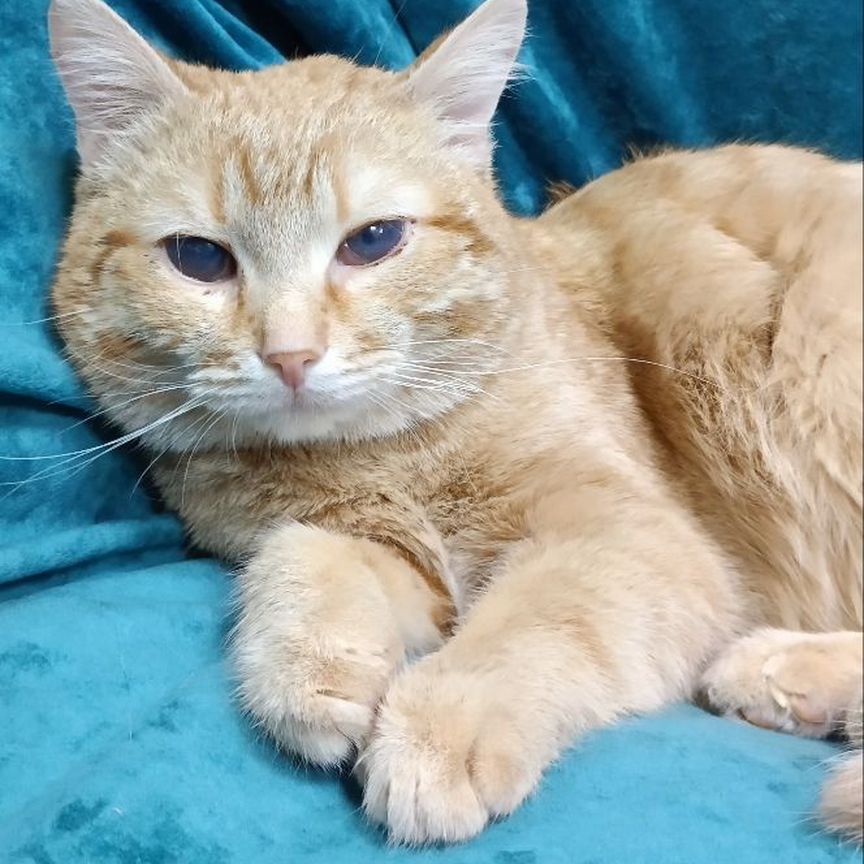 Взрослый кот в добрые руки