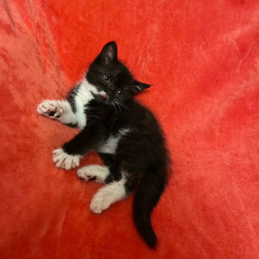 Котенок девочка биколорочка