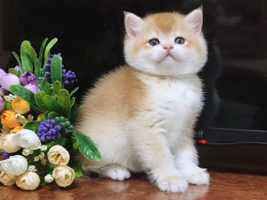 Британские котята - британская золотая девочка