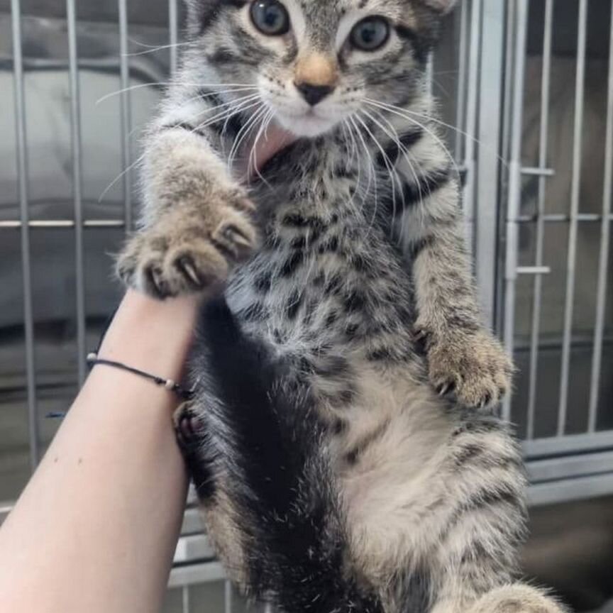 Котята в добрые руки бесплатно