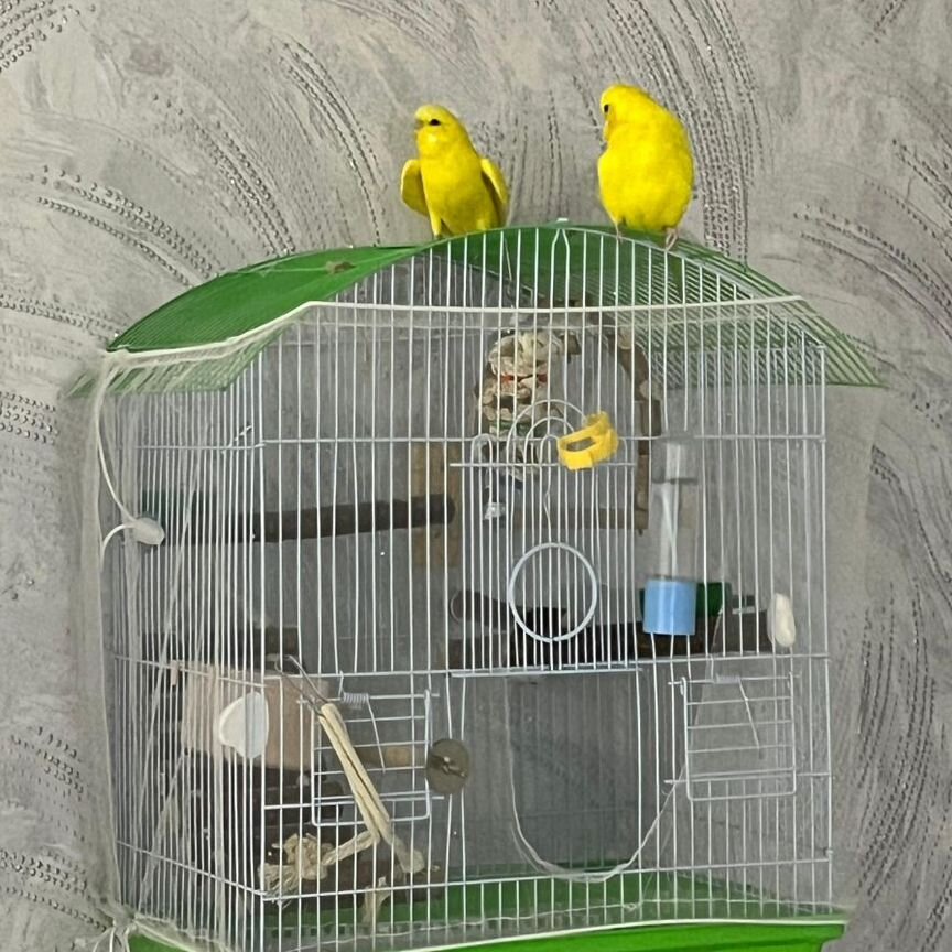 Волнистый попугай