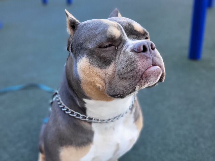 Американский булли покет вязка