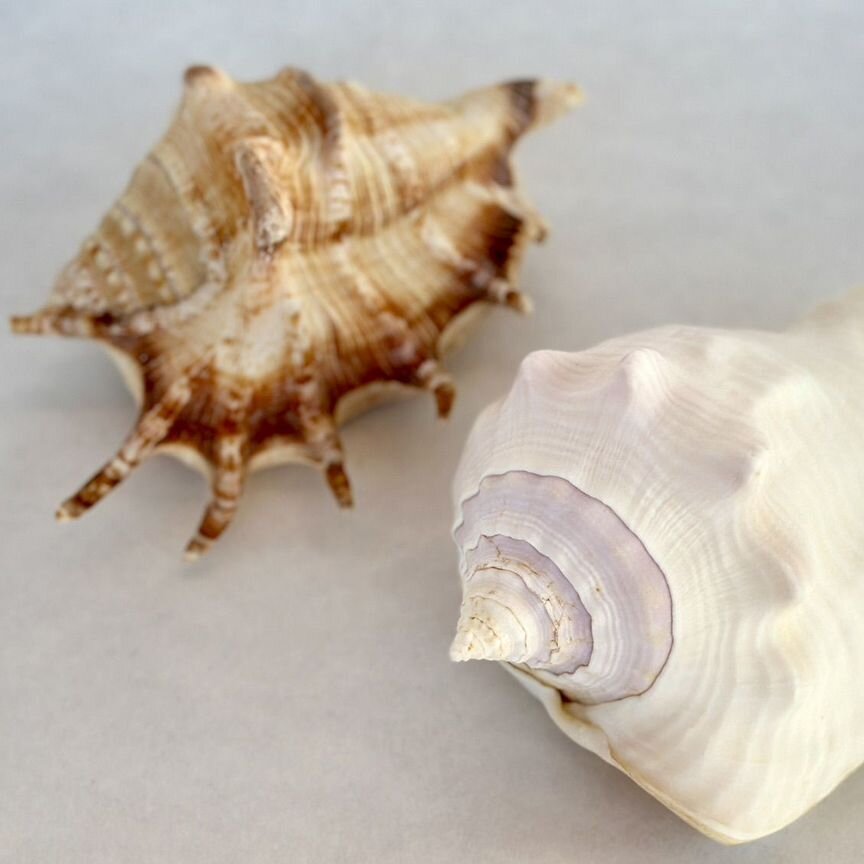 Раковины моллюсков лямбис, стромбус