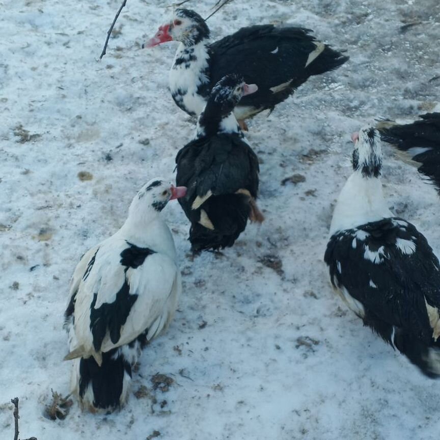 Мускусные утки