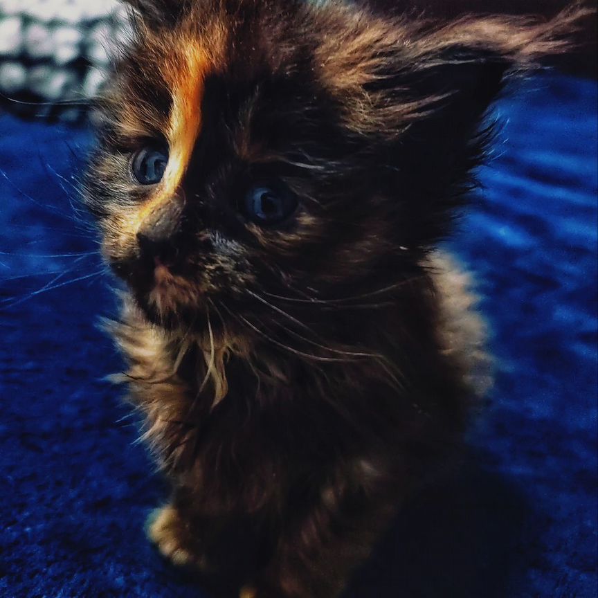 Мейн-кун котёнок