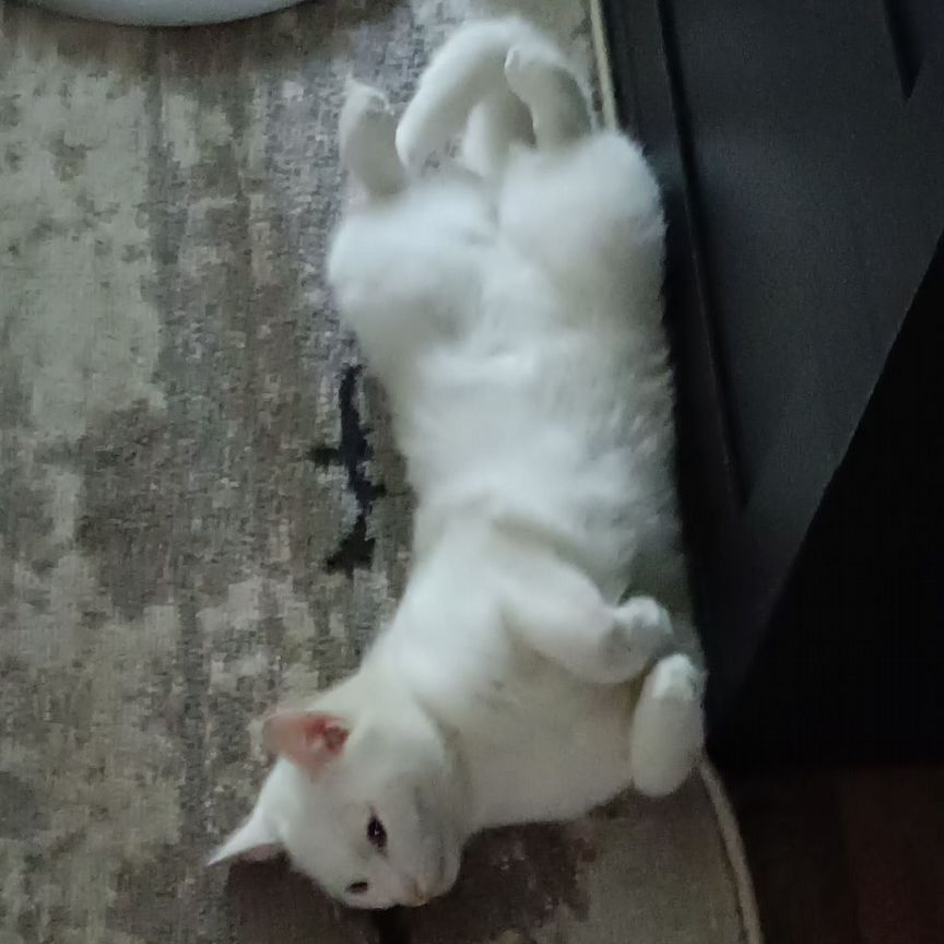 Турецкая ангора, взрослая кошка