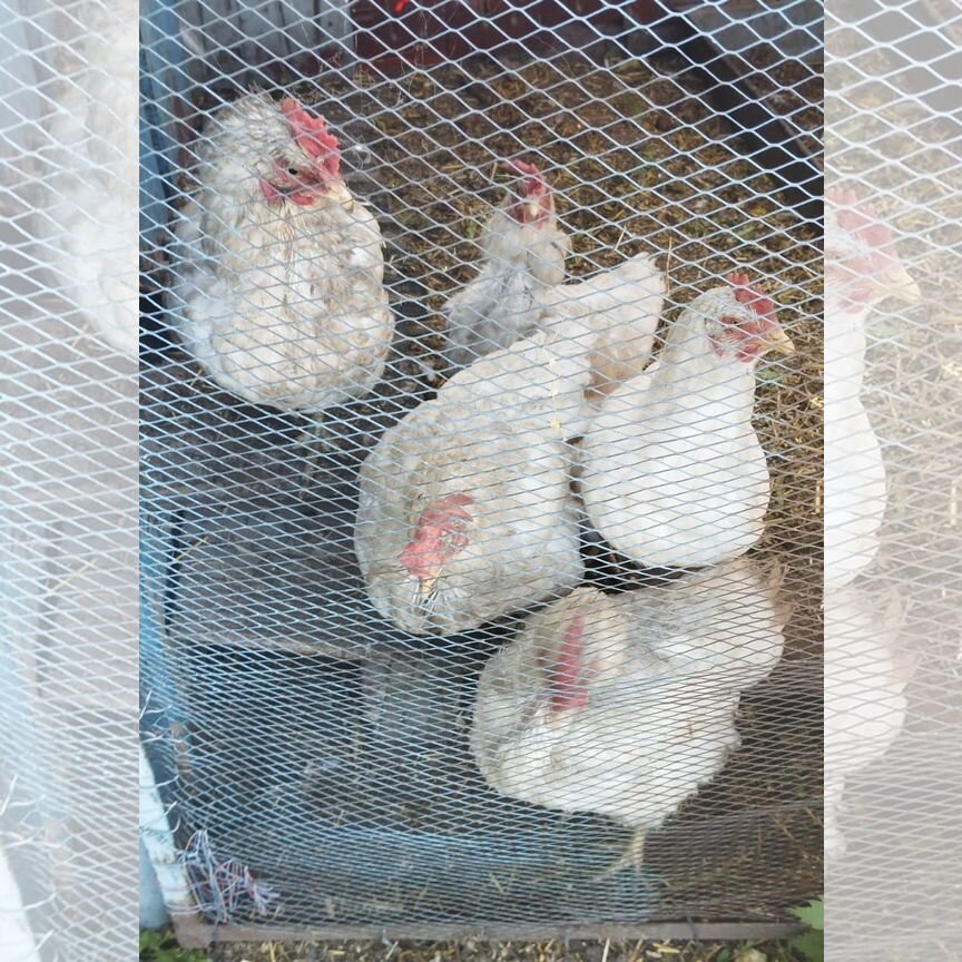 Продам кур несушек
