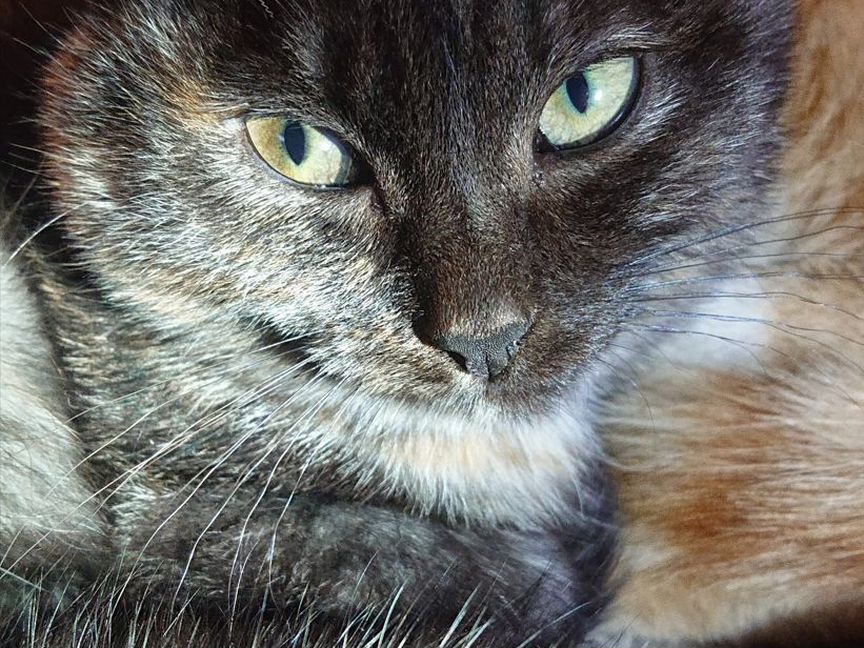 Котёнок котейка котейка