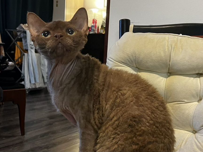 Девон-рекс в добрые руки
