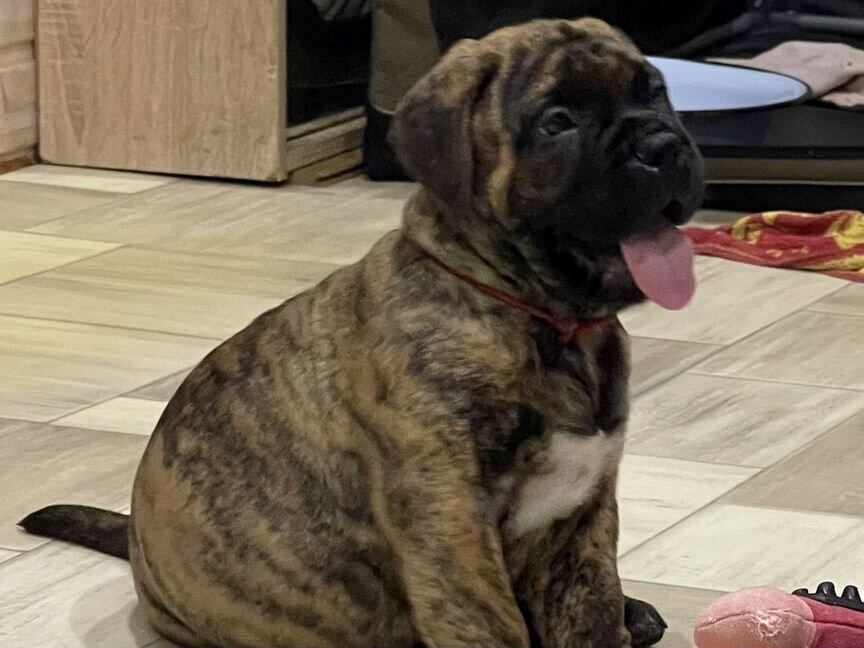 Бульмастиф