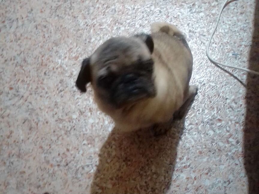 Мопс