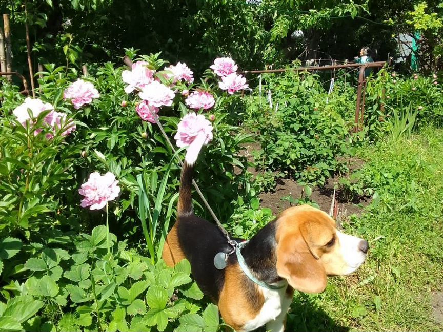 Собака кобель Бигль на вязку