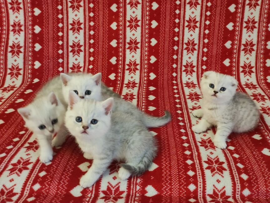 Шотландские котята
