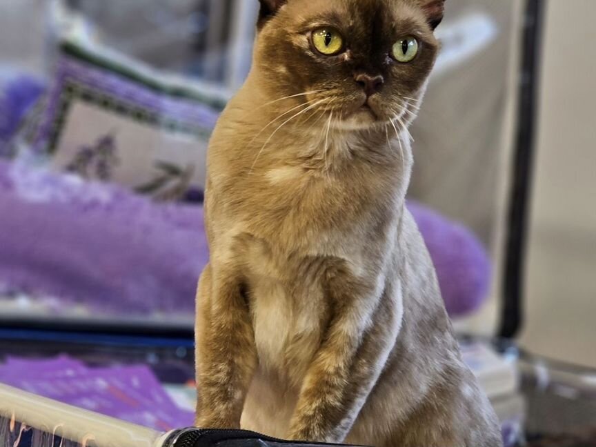 Бурманская