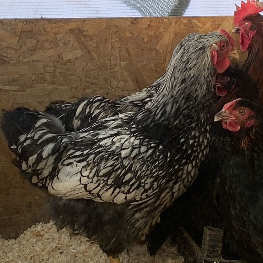 Молодые петухи виадонт