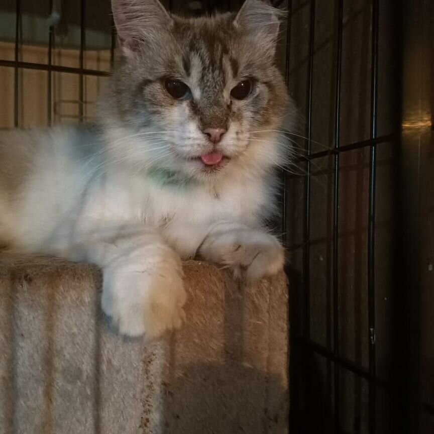 Невская Маскарадная нуждается в помощи и доме