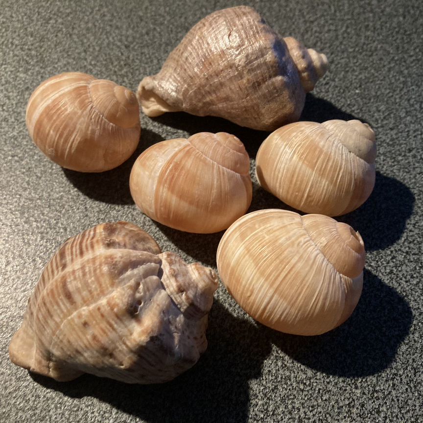 Набор морских ракушек