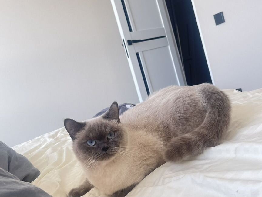 Сиамская кошечка вязка