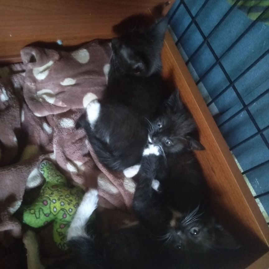 Котята в добрые руки