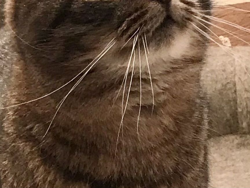 Кошка