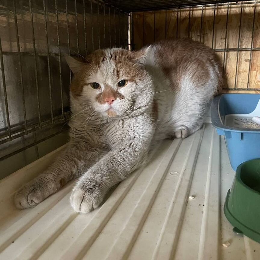 Взрослый кот в добрые руки