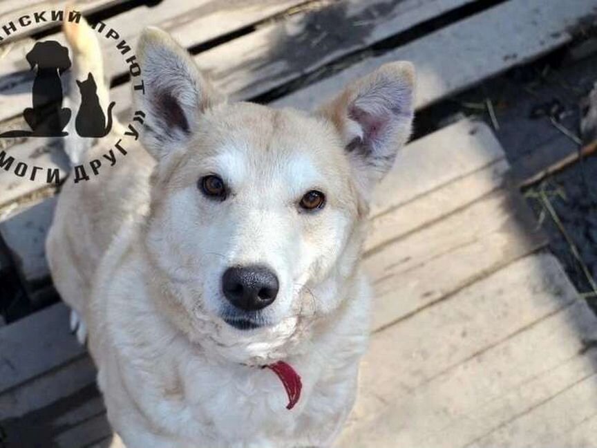 Собака с сво