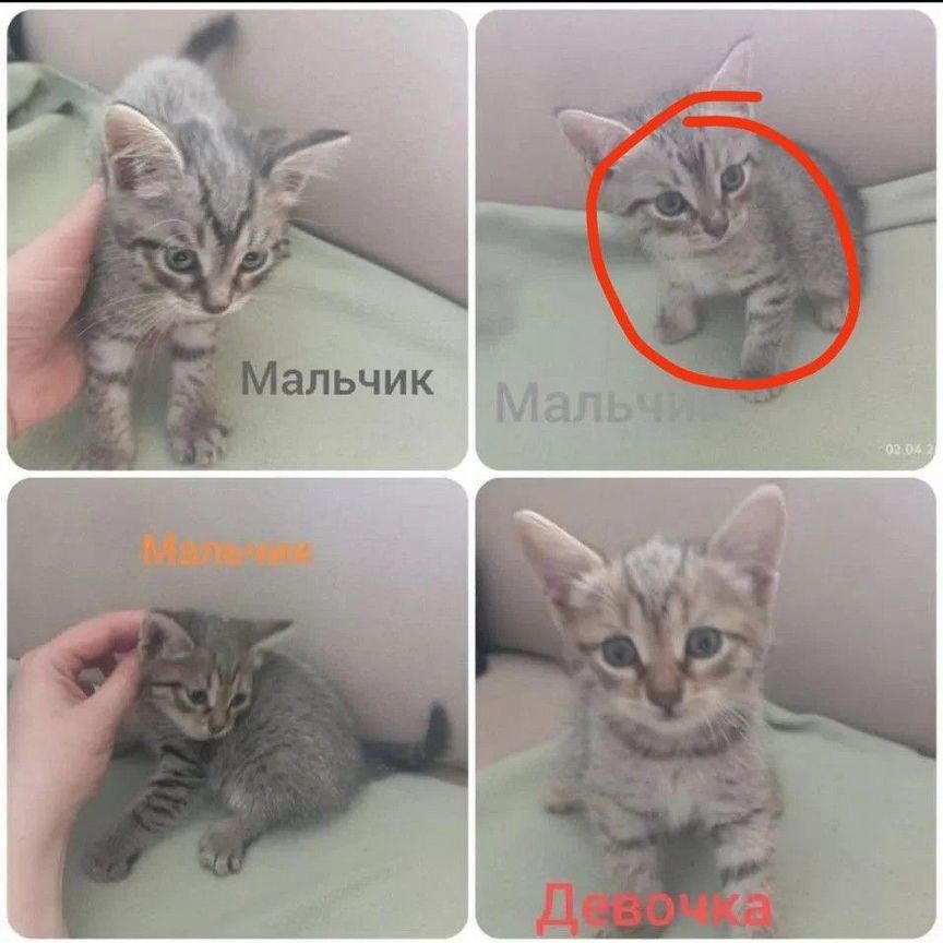 Малыши ищут дом