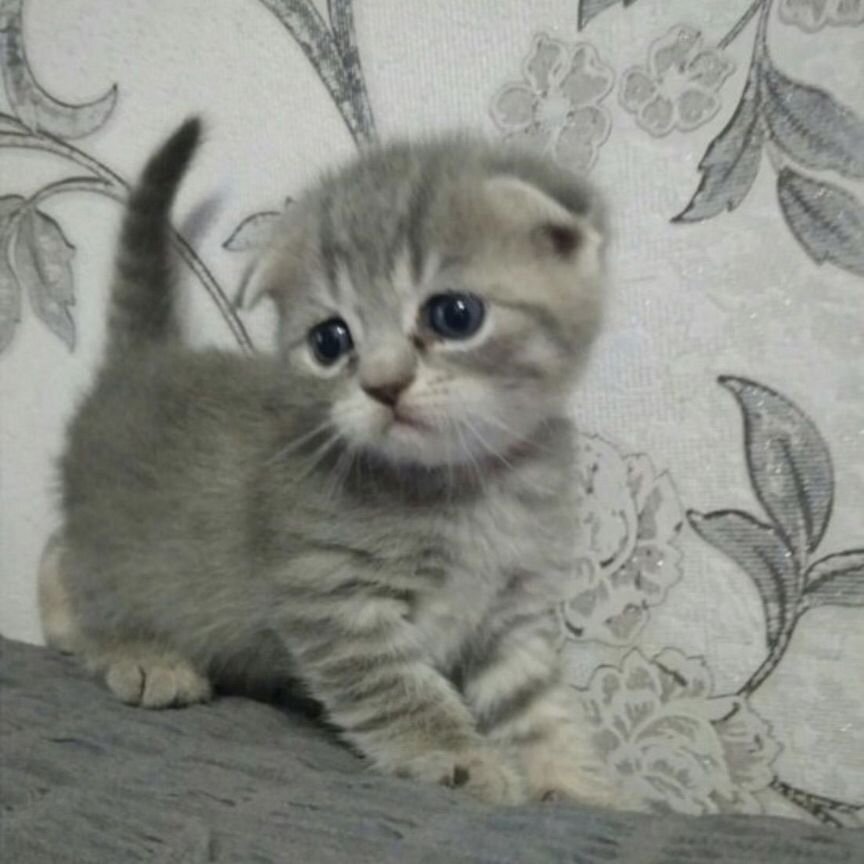 Шотландский вислоухий короткошёрстный котёнок