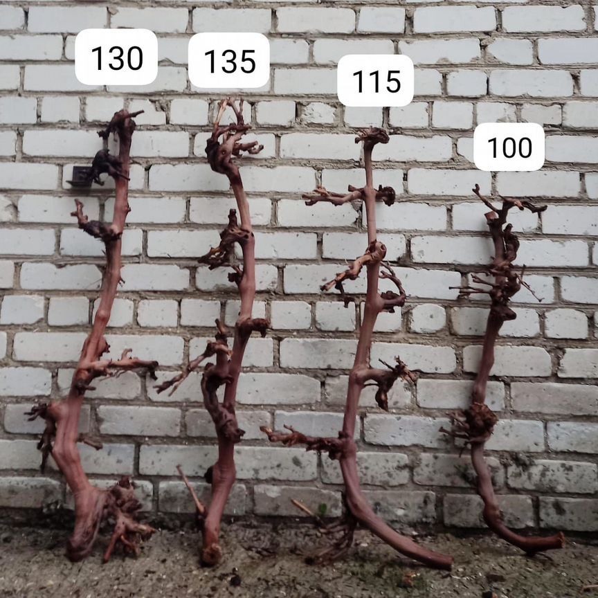 Коряги лоза