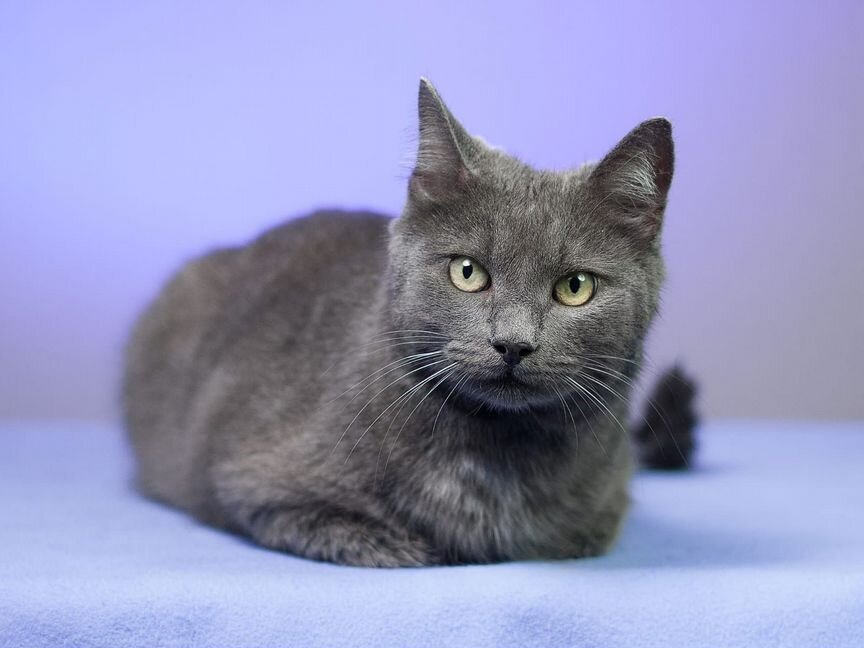 Серый, ласковый кот Иннокентий в добрые руки