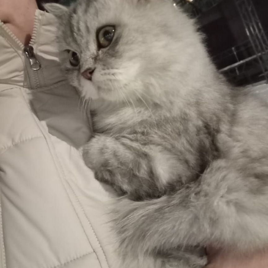 Кошечка в добрые руки