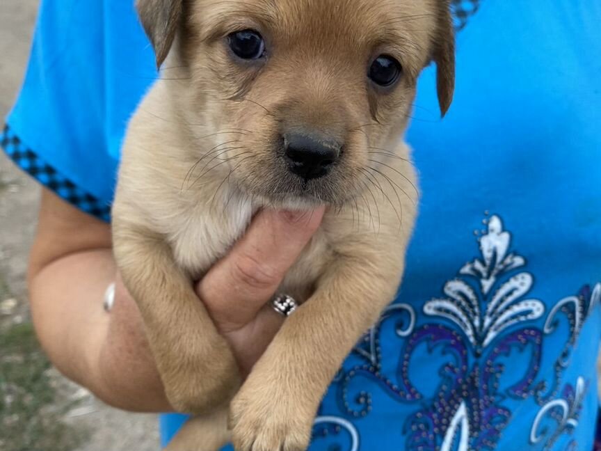 Щенки метисы