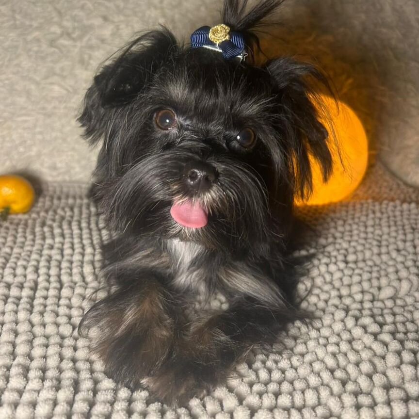 Бивер-йоркширский терьер, щенок