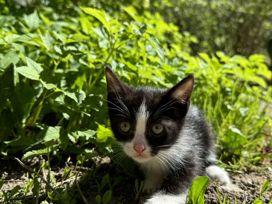 Котята в добрые руки