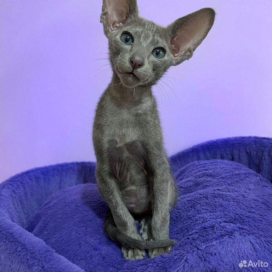 Ориентальный котенок
