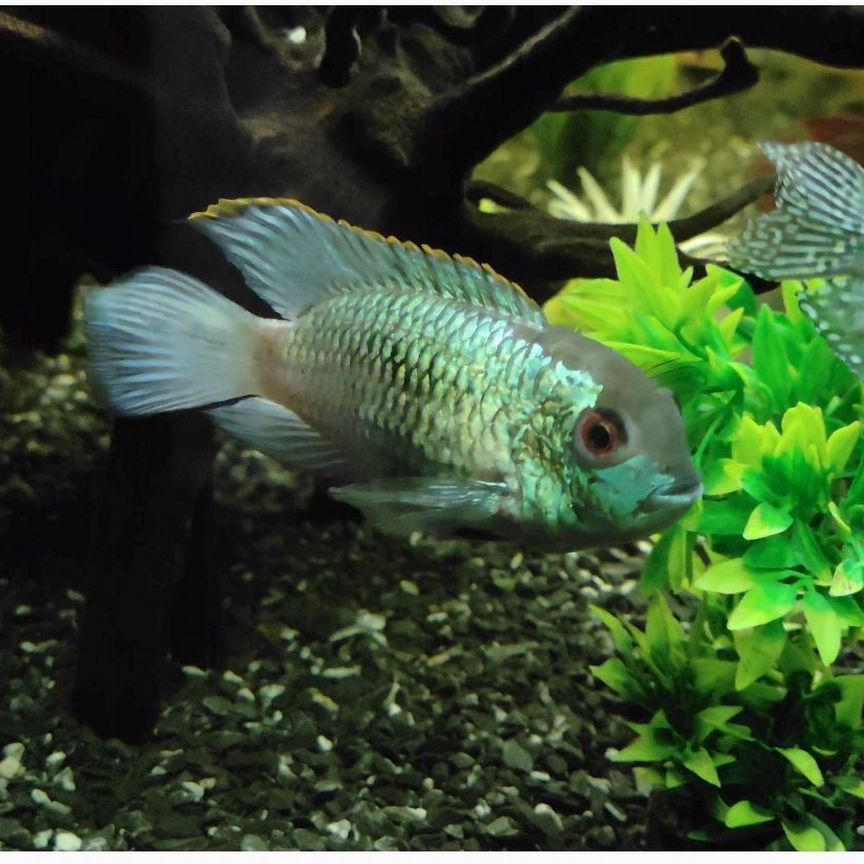 Нанокара Блю Неон(Nannacara animals)