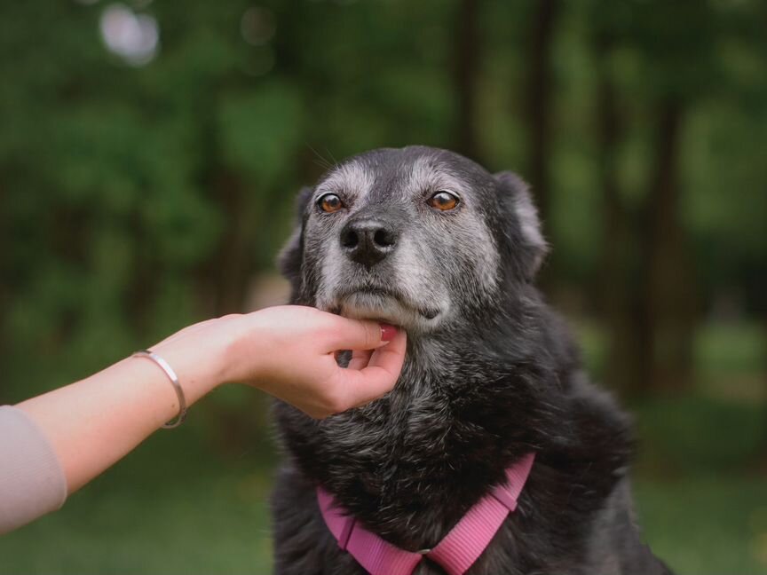 Шери - бабуля с большим сердцем ищет дом