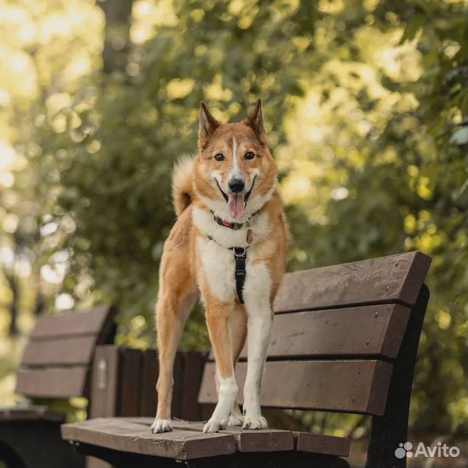 Лайка Янтарь в добрые руки