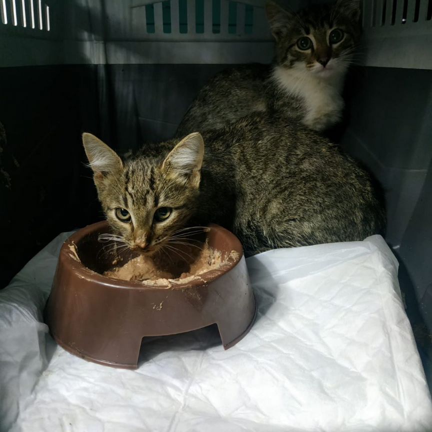 У котят всего 5 дней в тепле