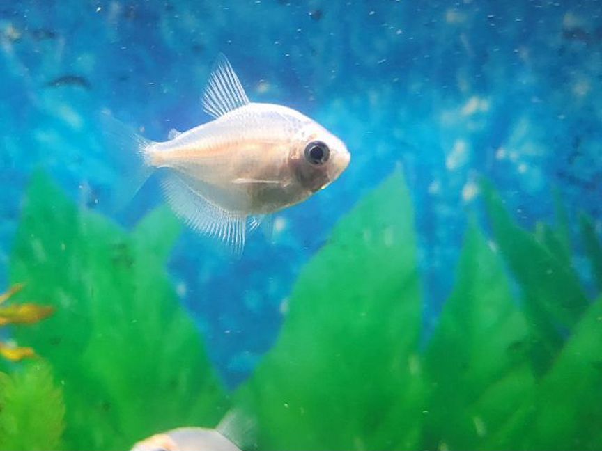 Тернеции белые